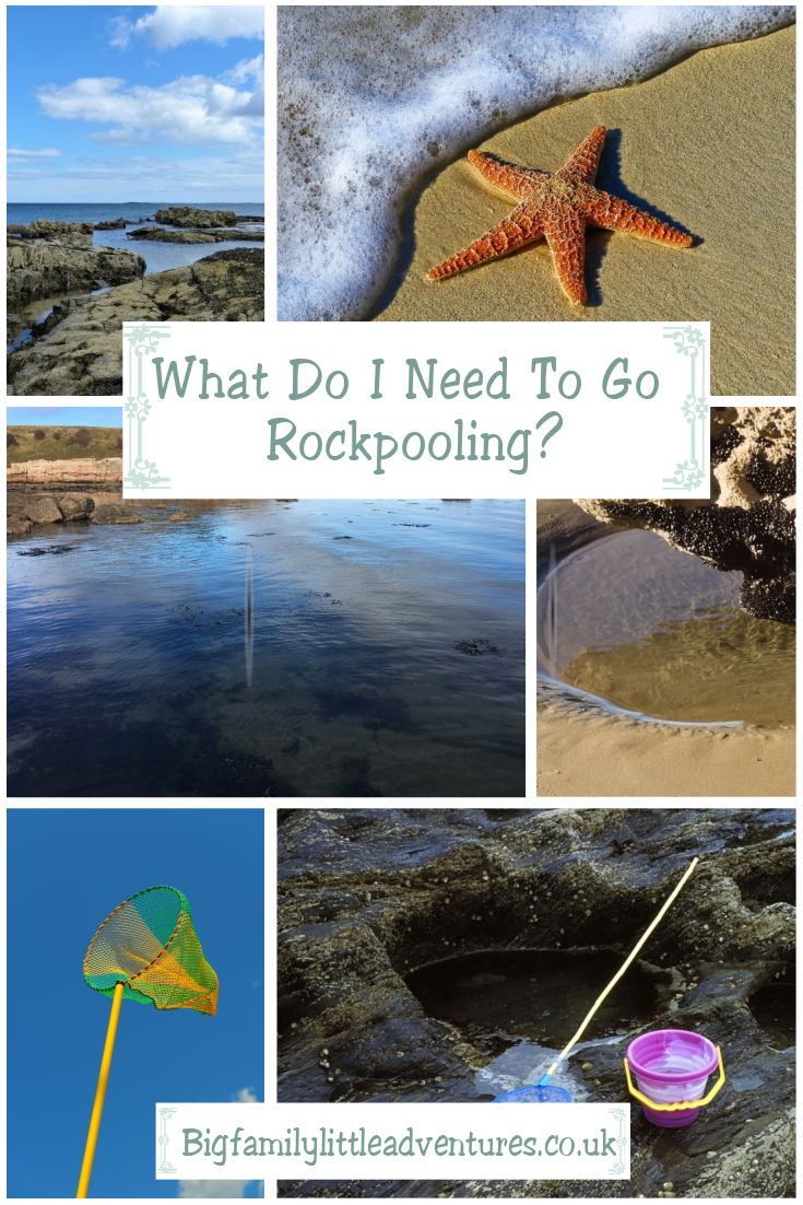 Rock Pooling with A Large Family