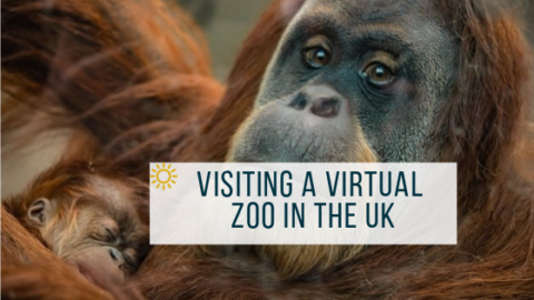 Visiting 7 Virtual Zoos in The UK