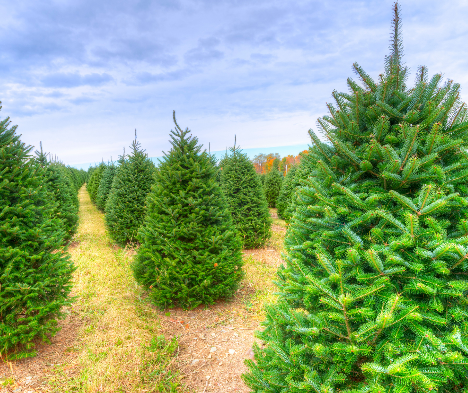 200 Best Places For Christmas Trees Near Me 200 Best Places For Christmas Trees Near Me