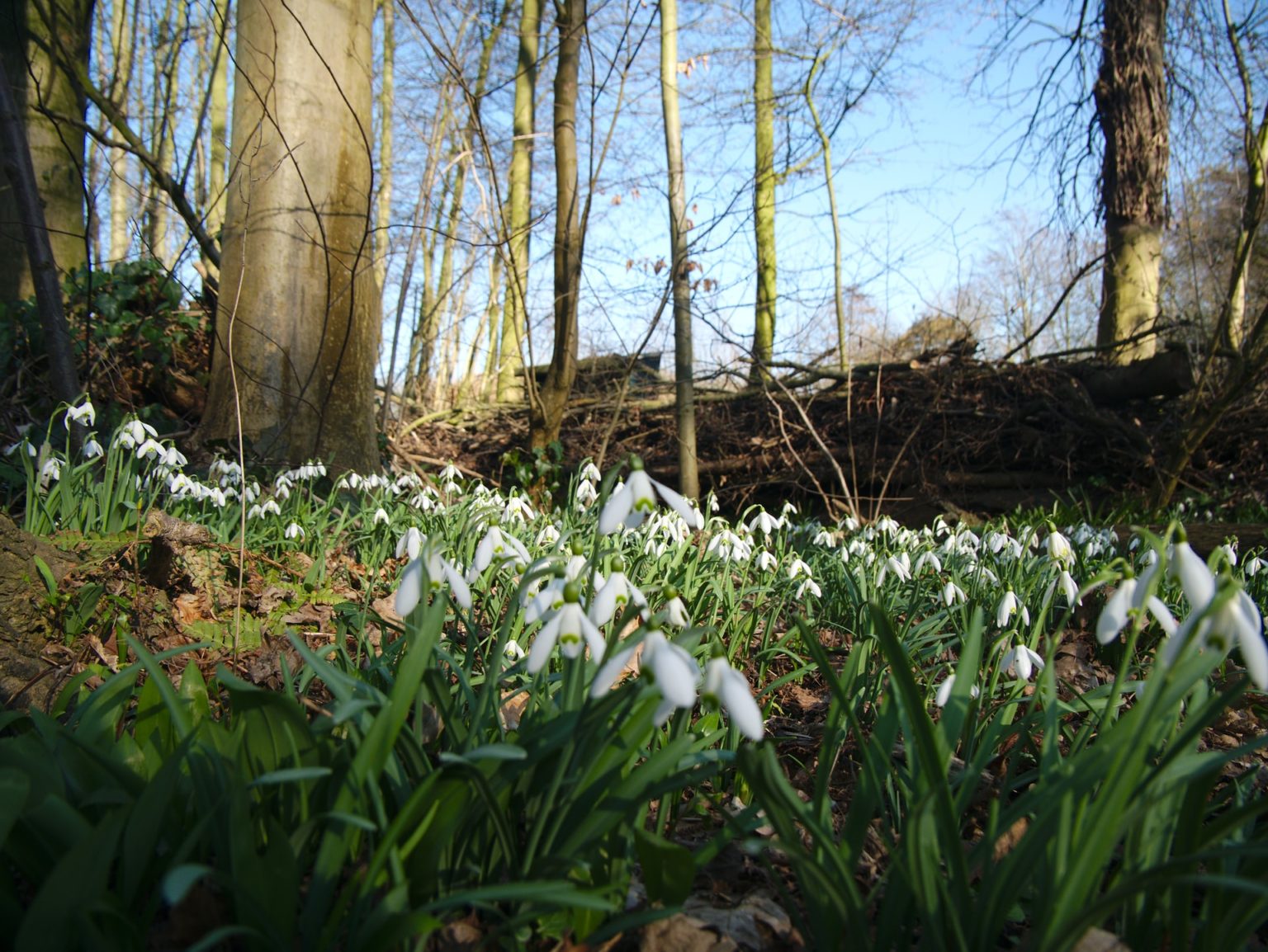 Stunning Snowdrop Walks to discover in 2022