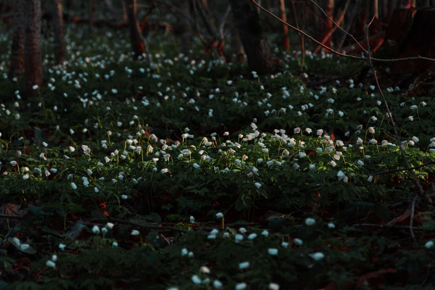 Stunning Snowdrop Walks to discover in 2022