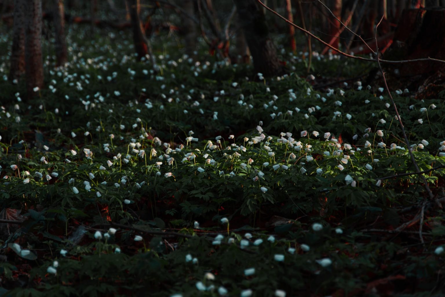 Stunning Snowdrop Walks to discover in 2022