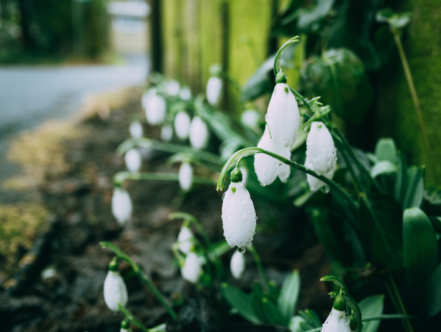 Stunning Snowdrop Walks to discover in 2022