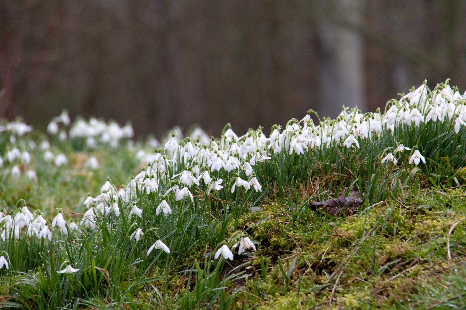 Stunning Snowdrop Walks to discover in 2022