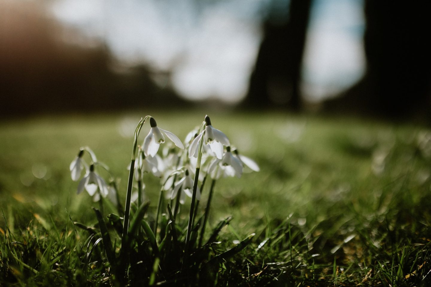 Stunning Snowdrop Walks to discover in 2022