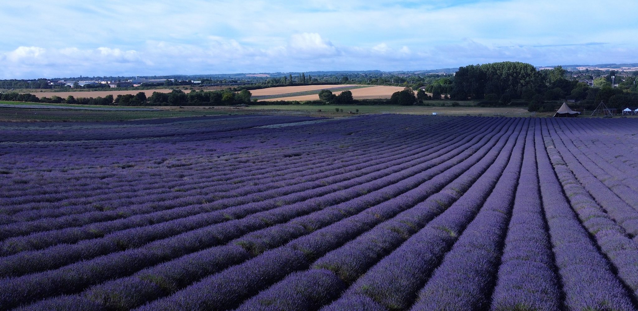 Best Lavender Fields To Visit in 2025
