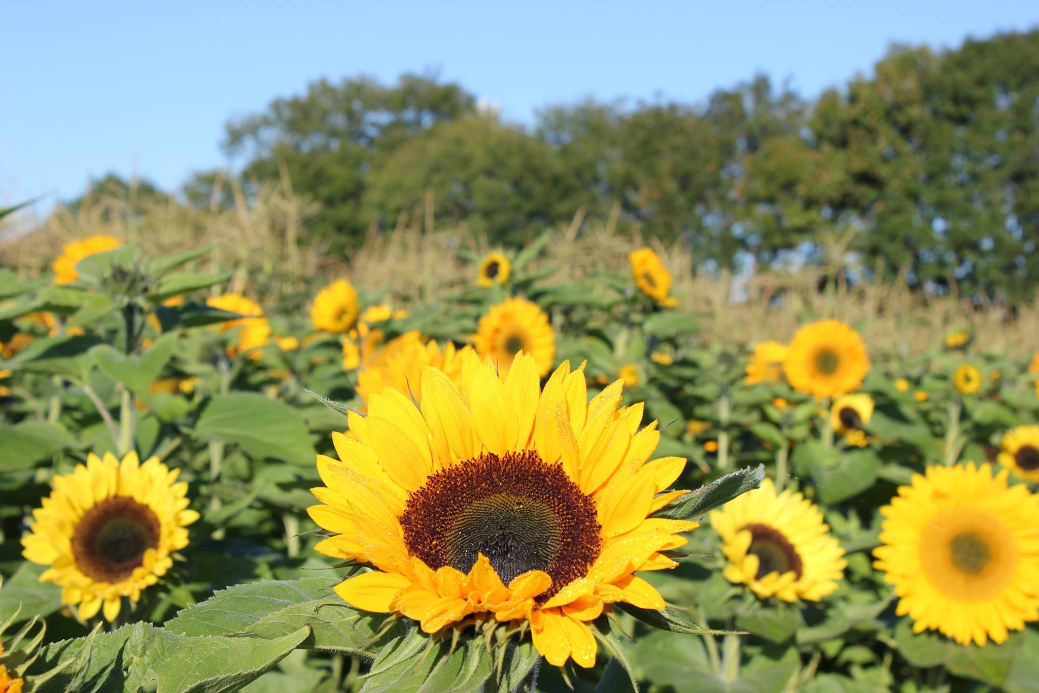 Over 100 Best Sunflower Fields Near Me 2023