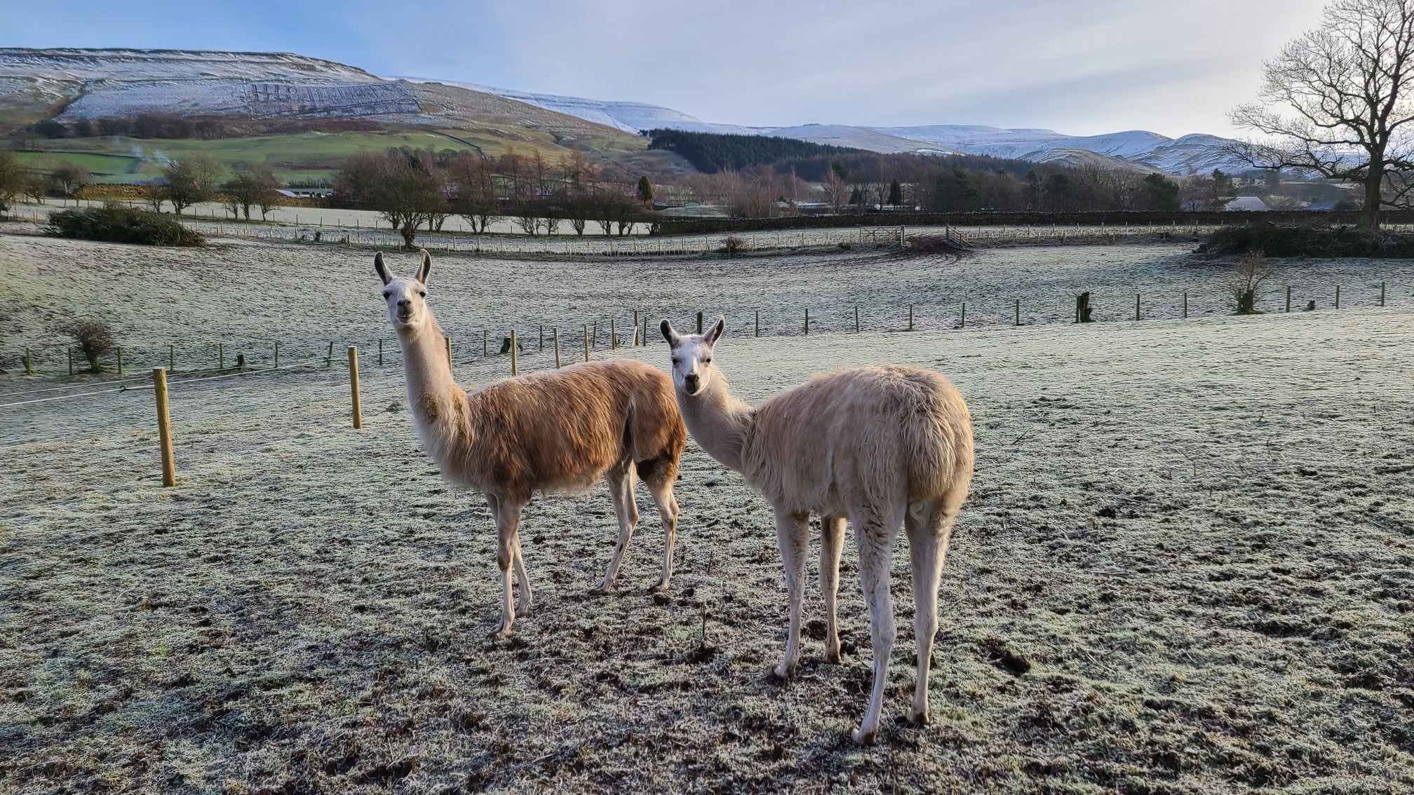 Amazing Walking With Llamas Experiences To Try in 2024