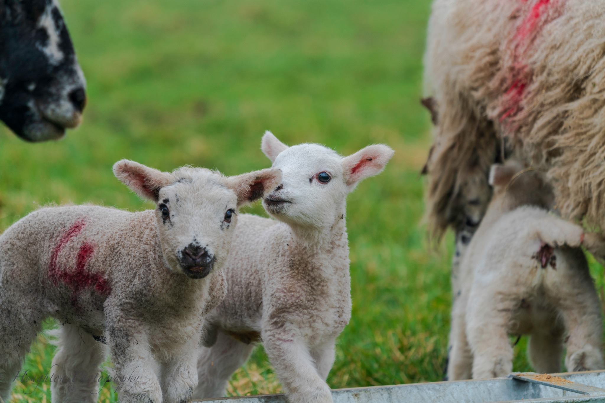 Amazing Lamb Feeding Experiences at Farm Parks 2024