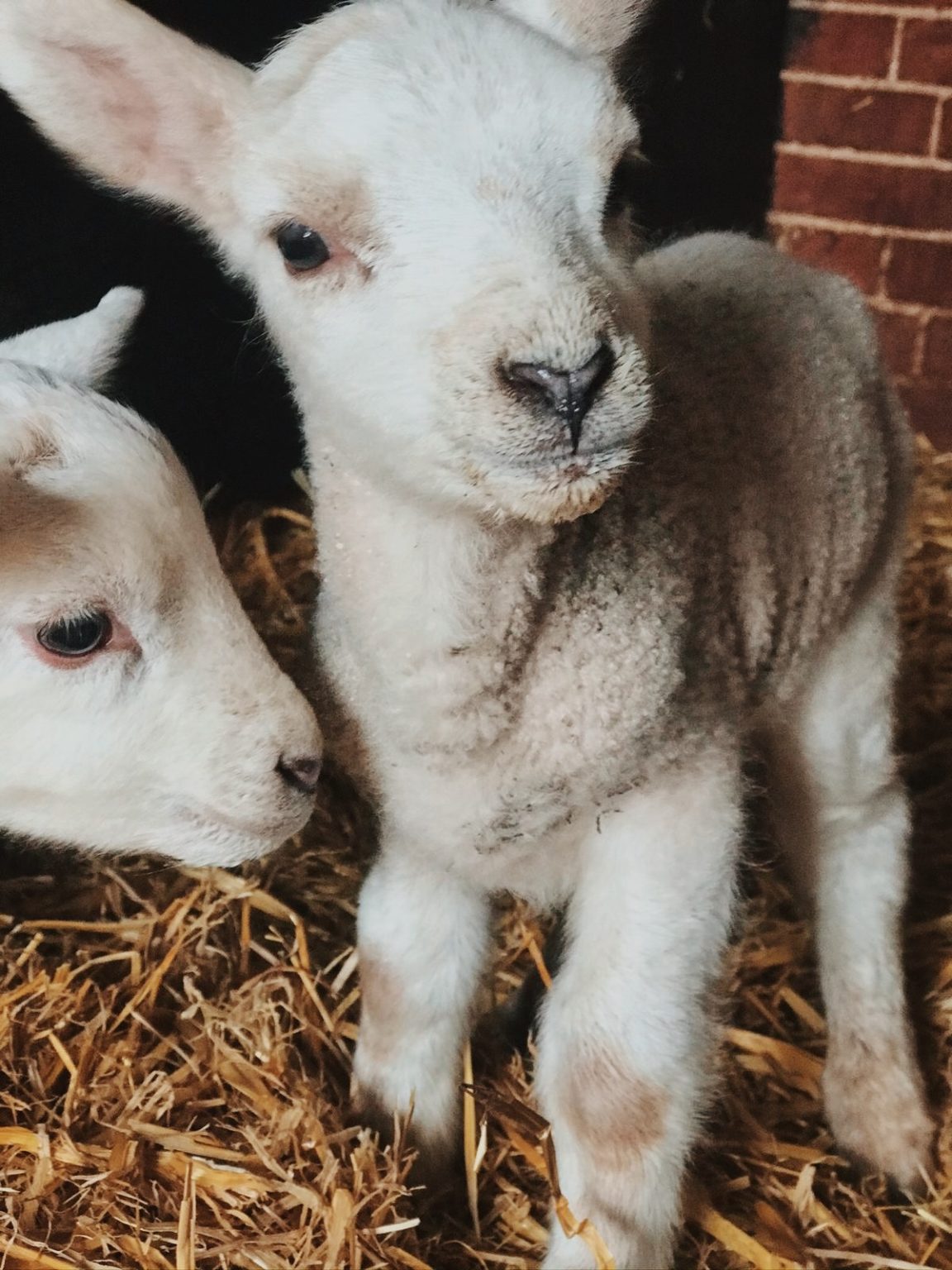 Amazing Lamb Feeding Experiences at Farm Parks 2024