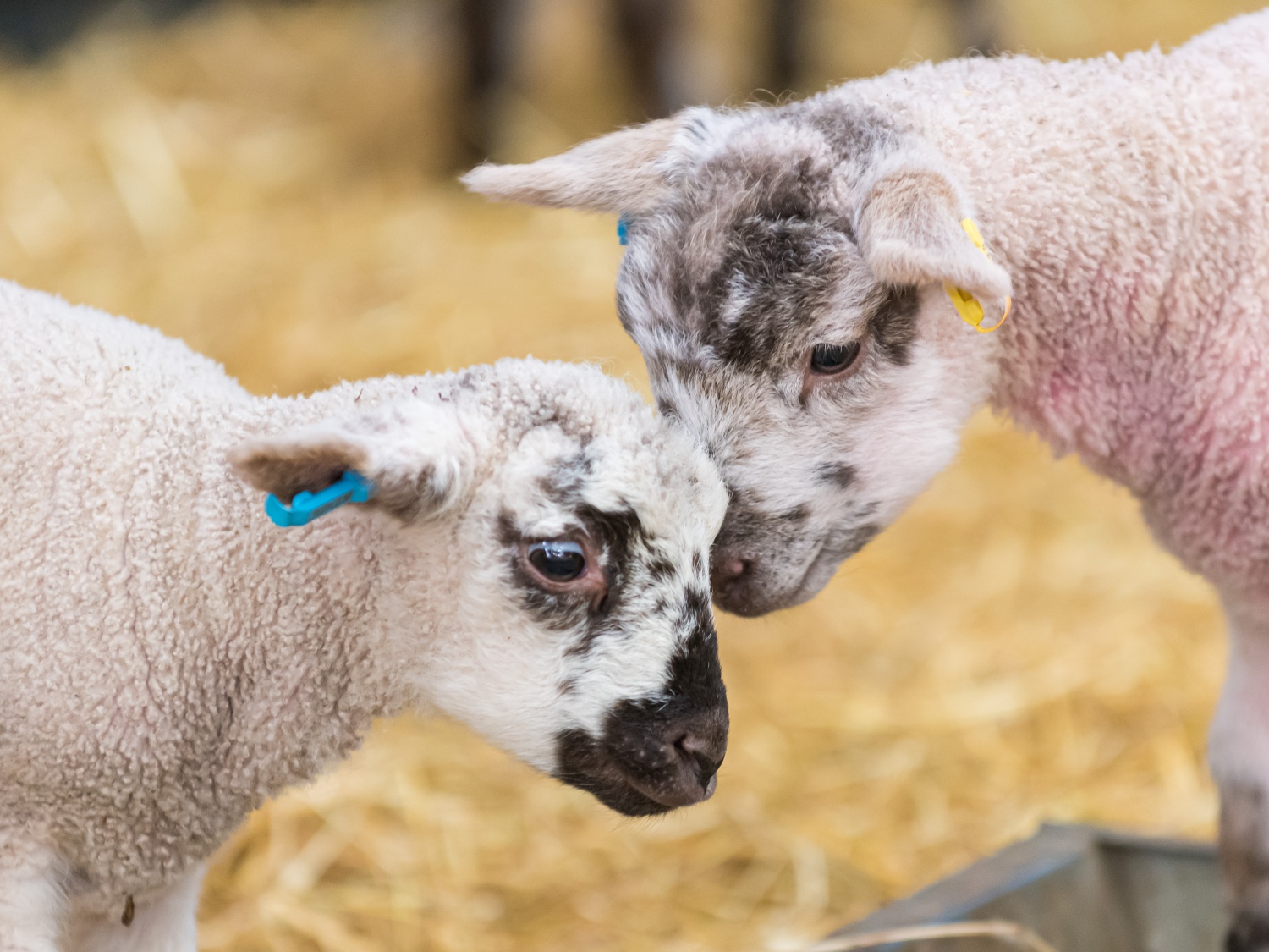 Amazing Lamb Feeding Experiences at Farm Parks 2024