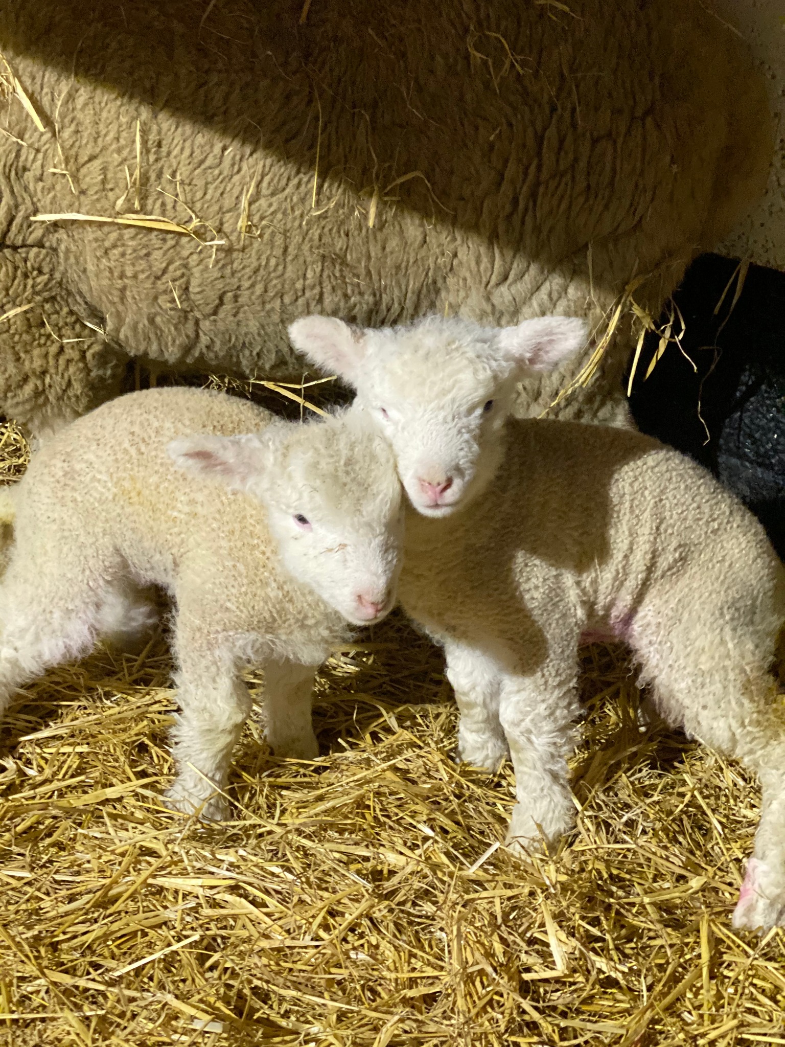 Amazing Lamb Feeding Experiences at Farm Parks 2024