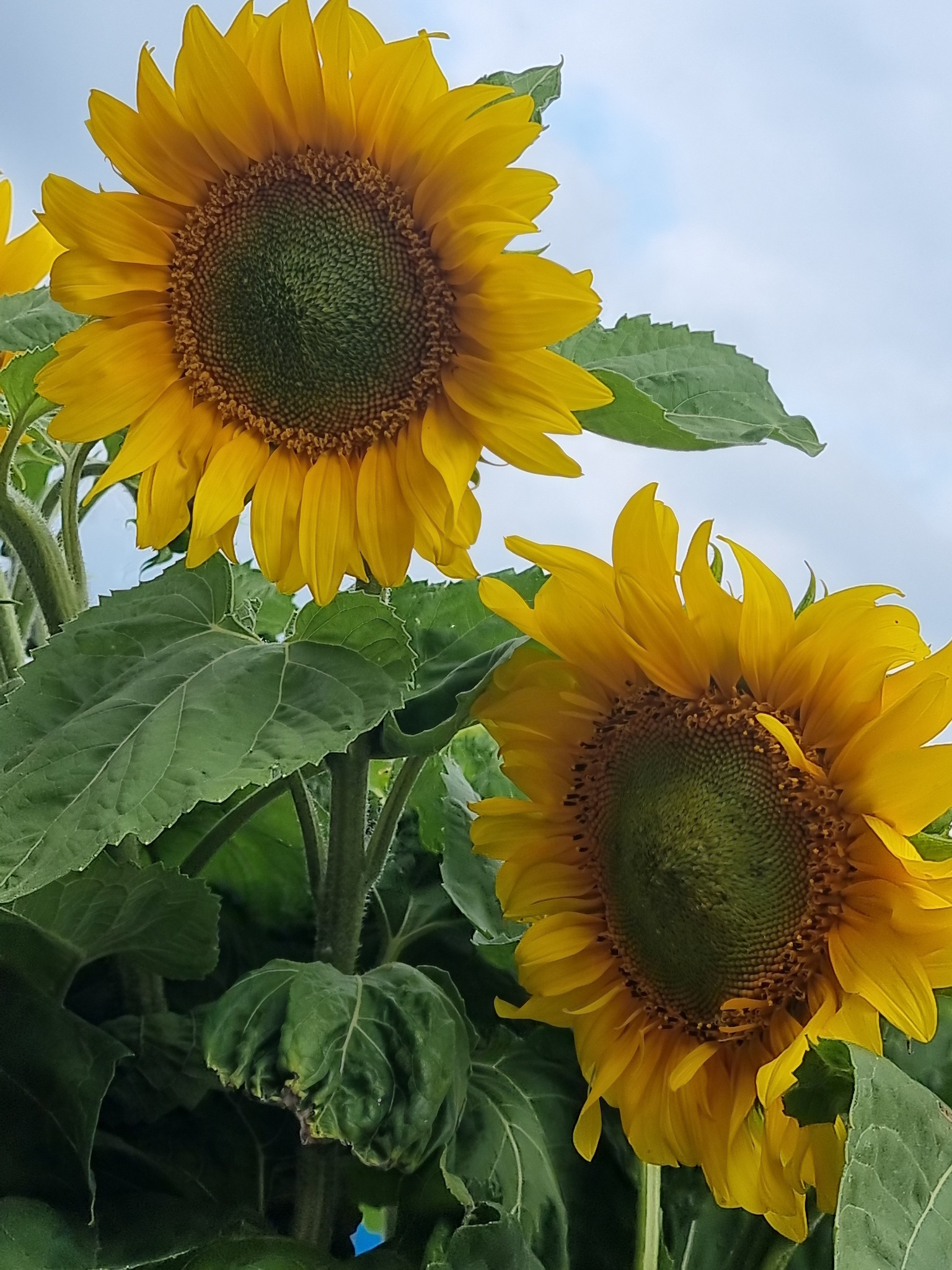 Over 100 Best Sunflower Fields Near Me 2023