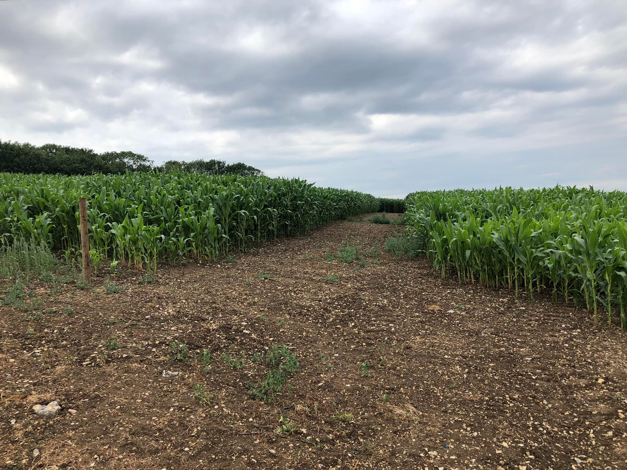 Over 60 Amazing Maize Mazes To Visit in 2025