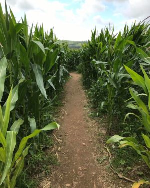 Over 60 Amazing Maize Mazes To Visit in 2022