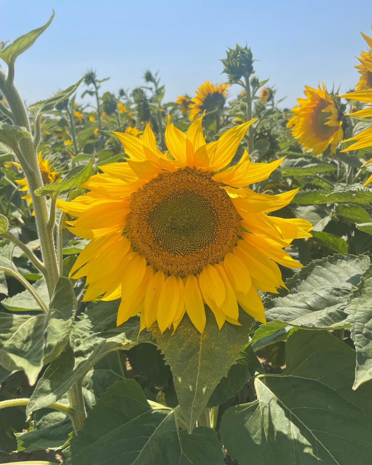 Over 100 Best Sunflower Fields Near Me 2024