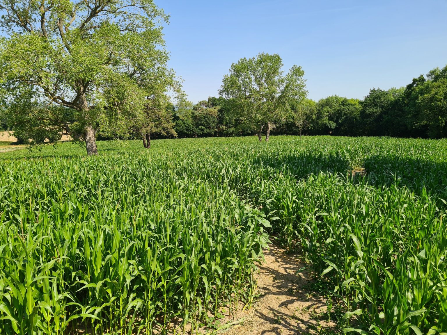 Over 60 Amazing Maize Mazes To Visit in 2025