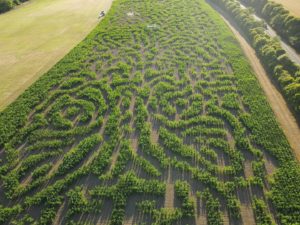 Over 60 Amazing Maize Mazes To Visit in 2022