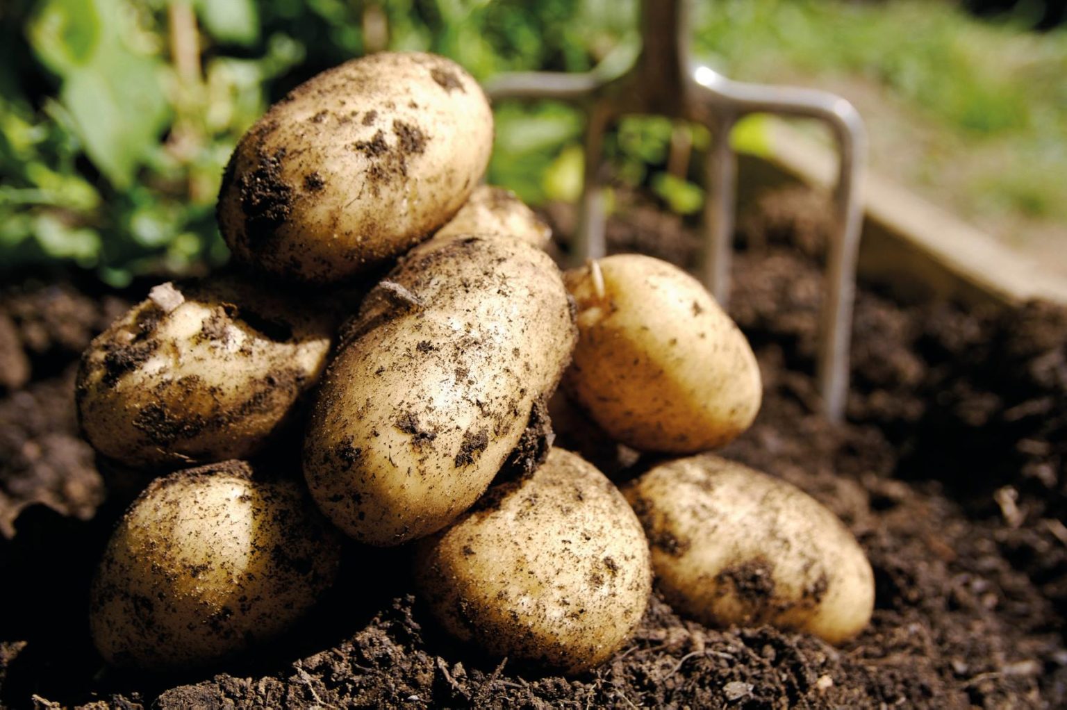Potato Patch - Which Farm Park Has One in 2025