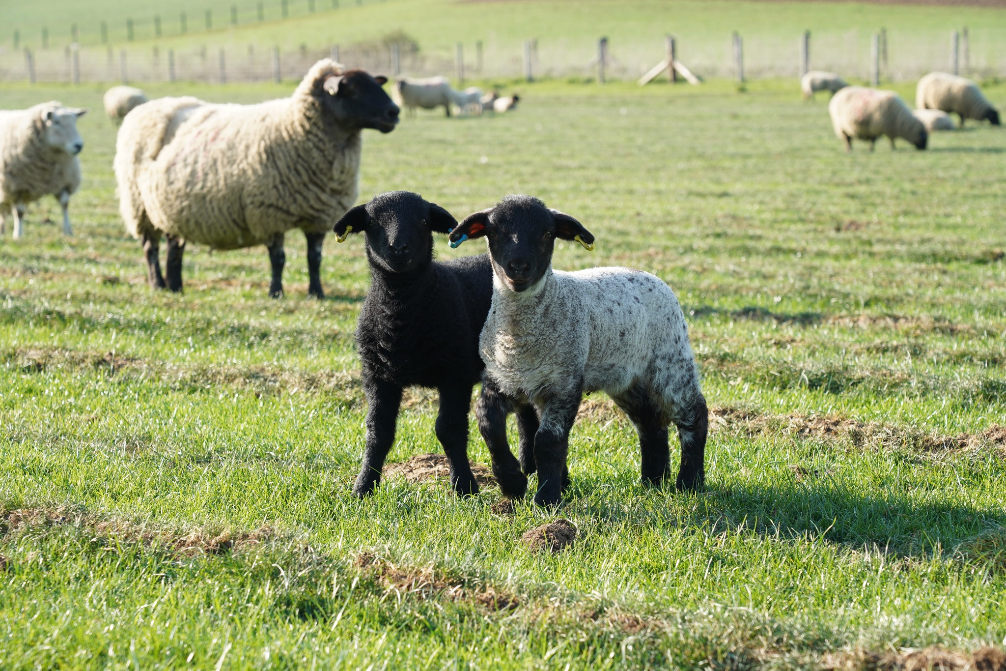 Amazing Lamb Feeding Experiences at Farm Parks 2024