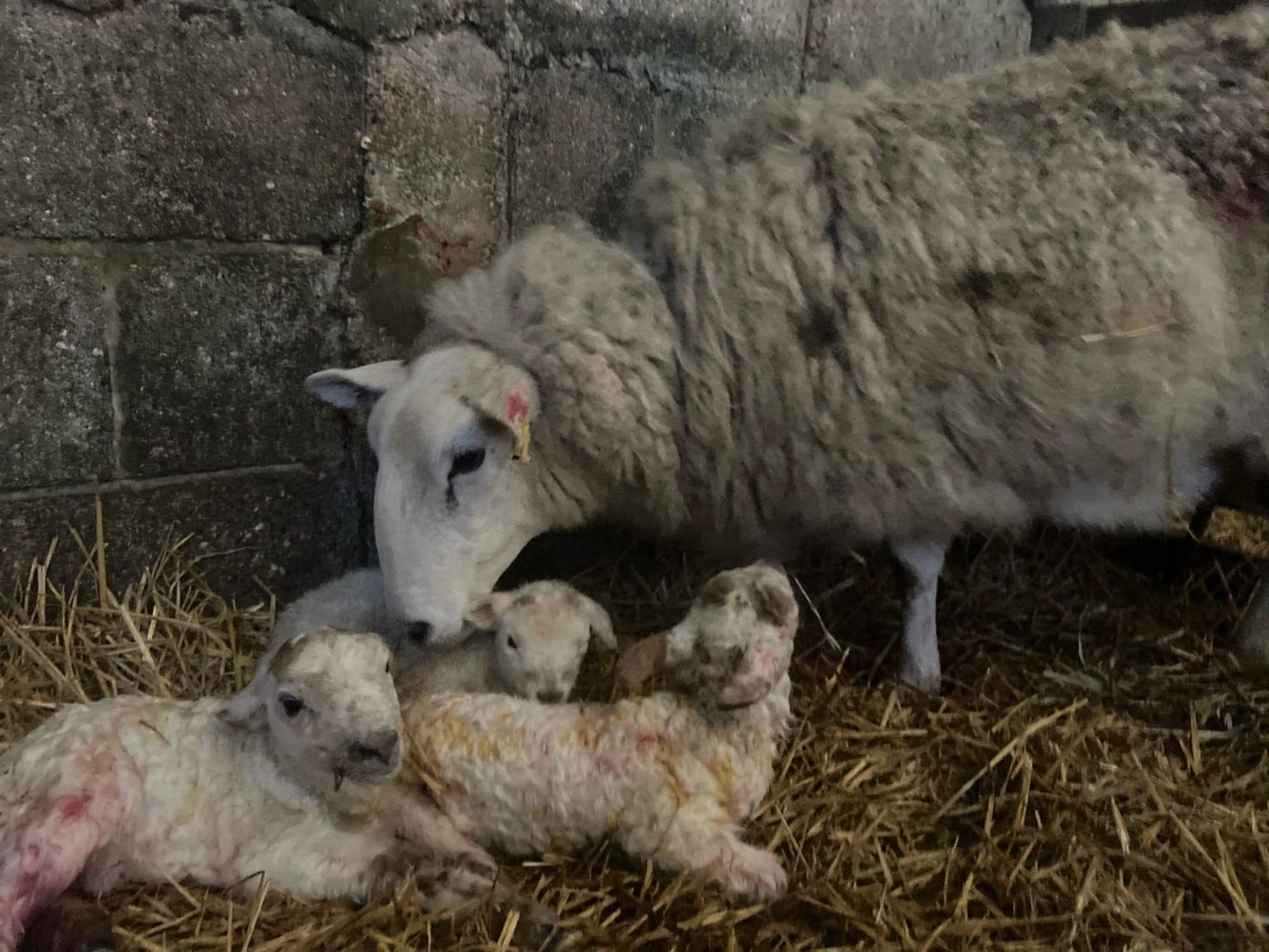 Amazing Lamb Feeding Experiences at Farm Parks 2024