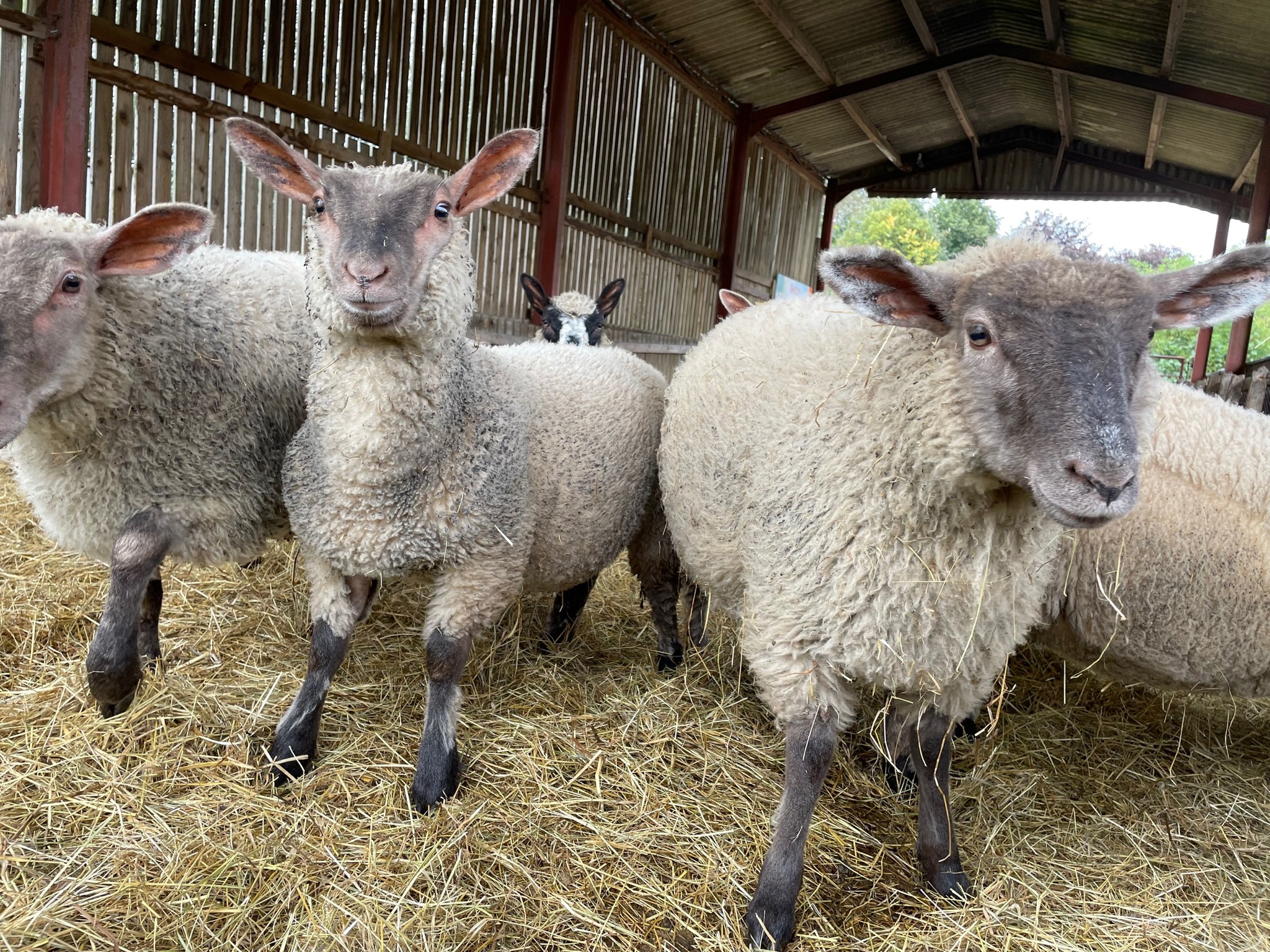 Amazing Lamb Feeding Experiences at Farm Parks 2024