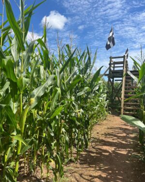 Over 60 Amazing Maize Mazes To Visit in 2025