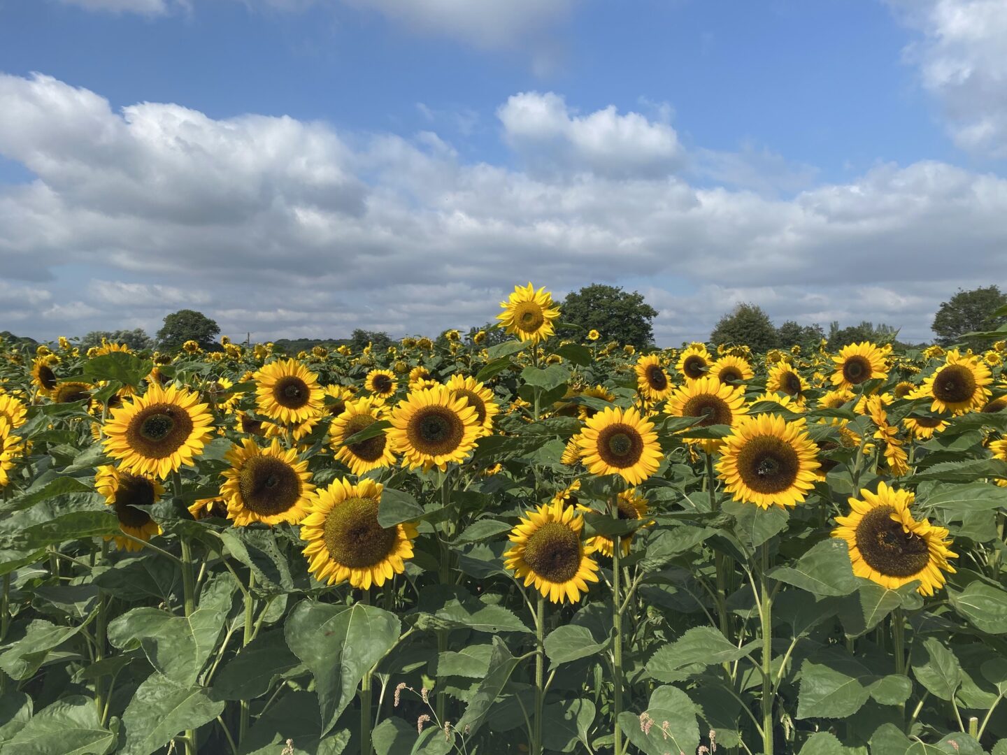 Over 100 Best Sunflower Fields Near Me 2024