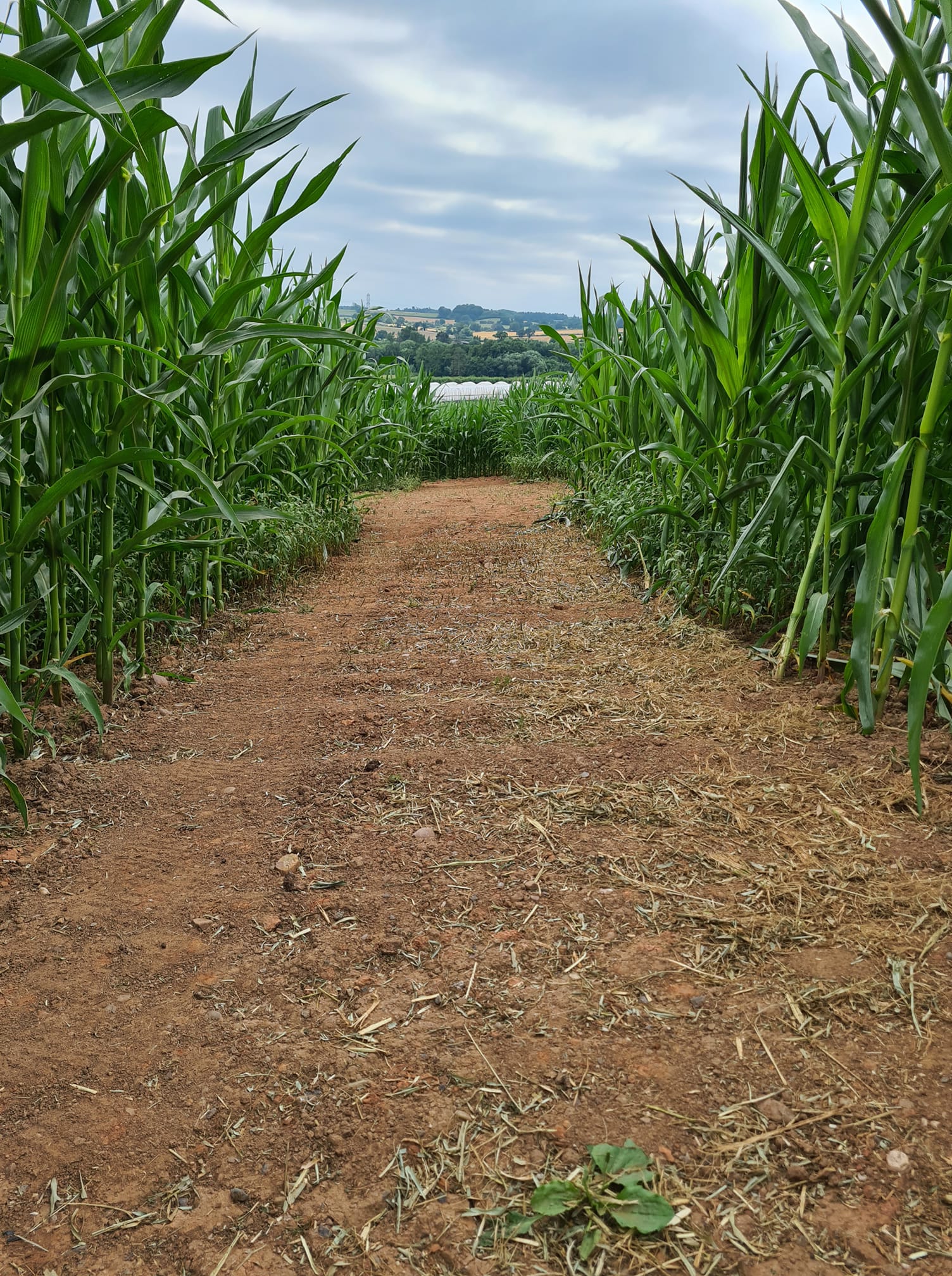 Over 60 Amazing Maize Mazes To Visit in 2025