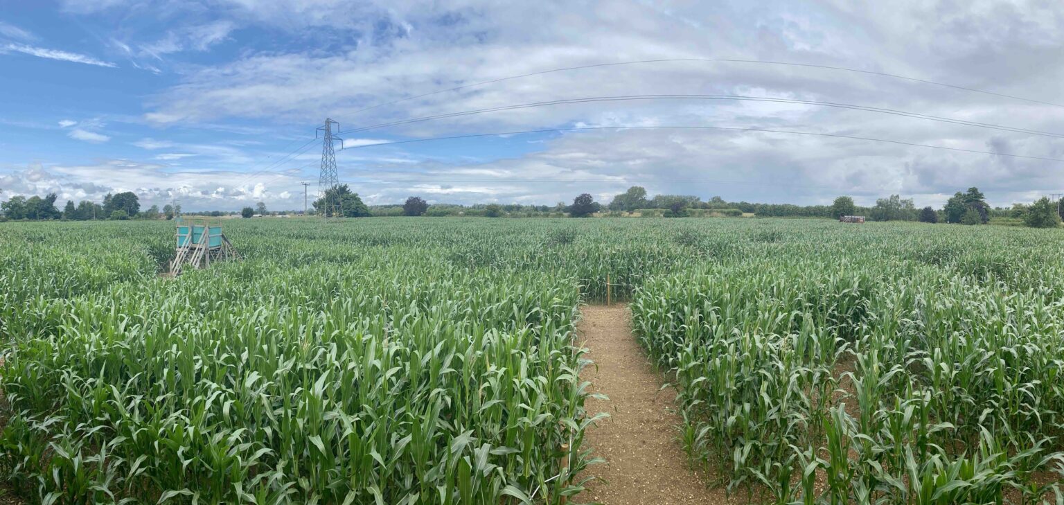 Over 60 Amazing Maize Mazes To Visit in 2025