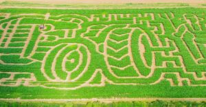 Over 60 Amazing Maize Mazes To Visit in 2025
